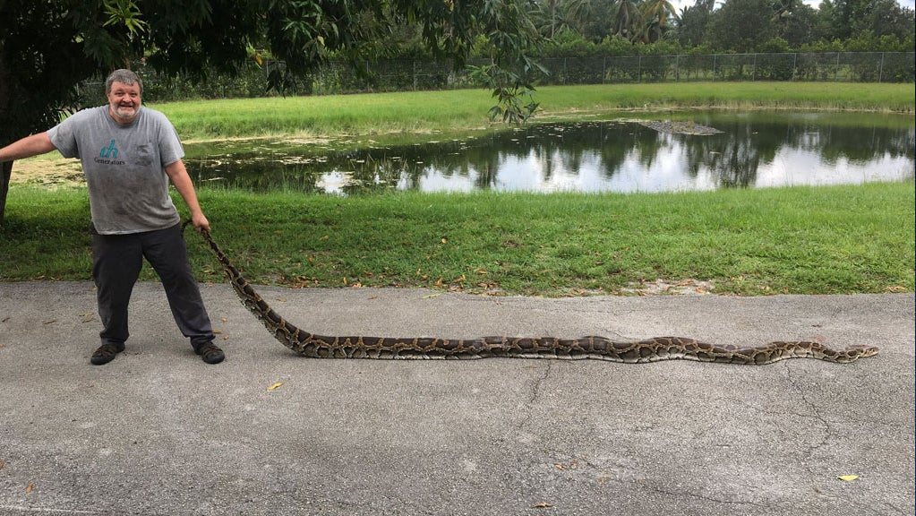Two-For-One Special As FWC Nets Two Massive Pythons In One Day - CBS Miami