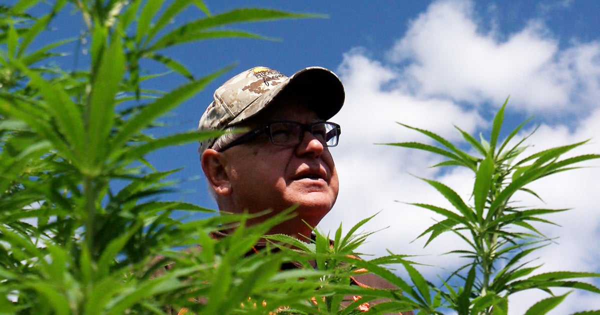 Gov. Tim Walz Visits 1st Minnesota Farm To Grow Hemp In Decades - CBS ...