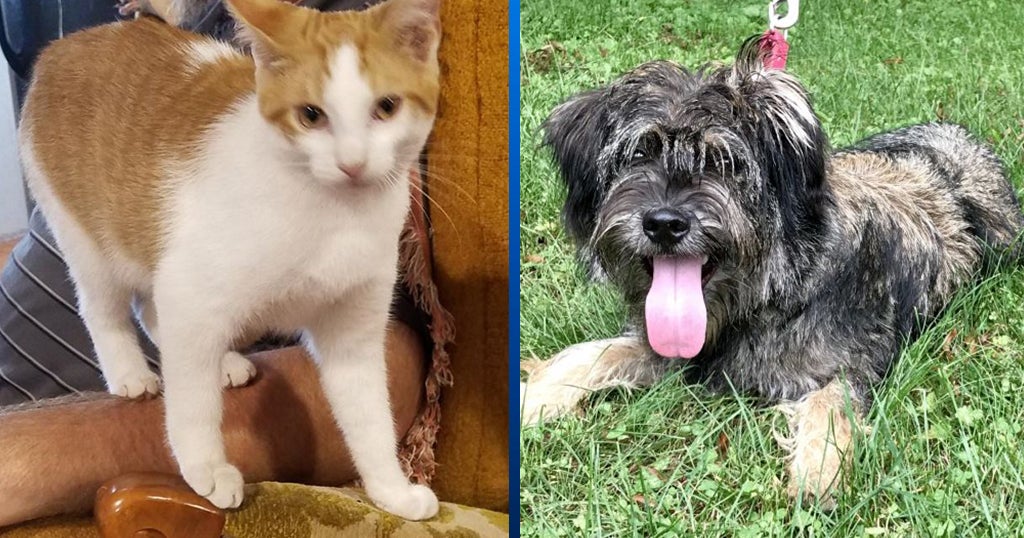 Furry Tails: Spencer & Abner Are Waiting For Forever Homes - CBS Pittsburgh