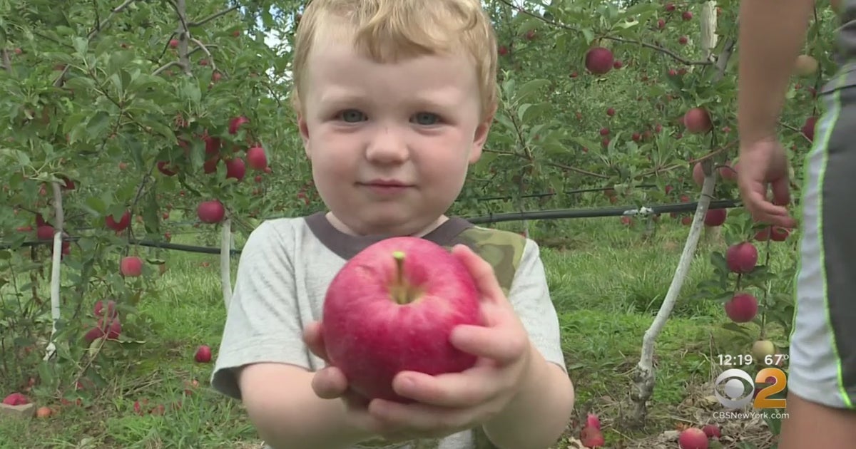 Apple Picking Season Brings Fall Family Fun To New Jersey Farms - CBS ...