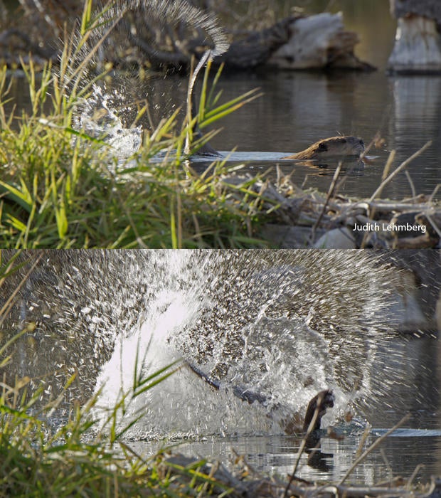 Nature up close: Beavers, the master engineers - CBS News