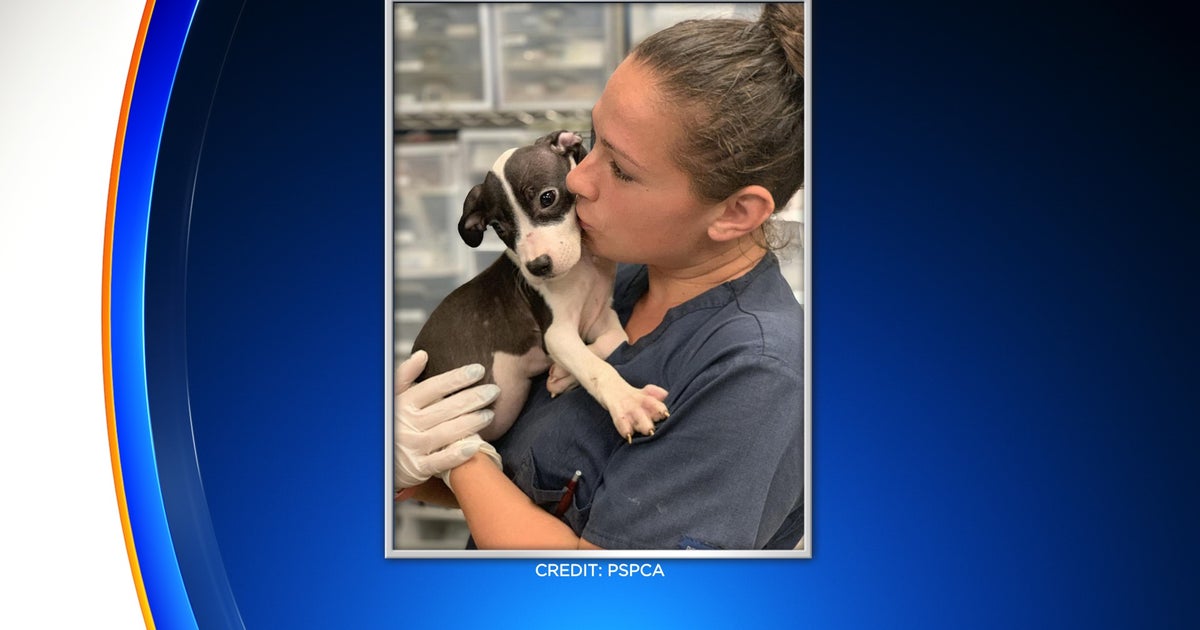 PSPCA Rescues 17 Dogs, 2 Bearded Dragons, Snake From Strawberry Mansion ...