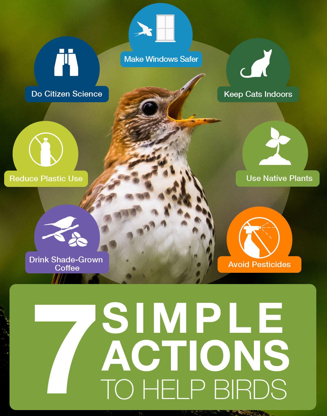 Bird population: North America has lost nearly 3 billion birds since ...