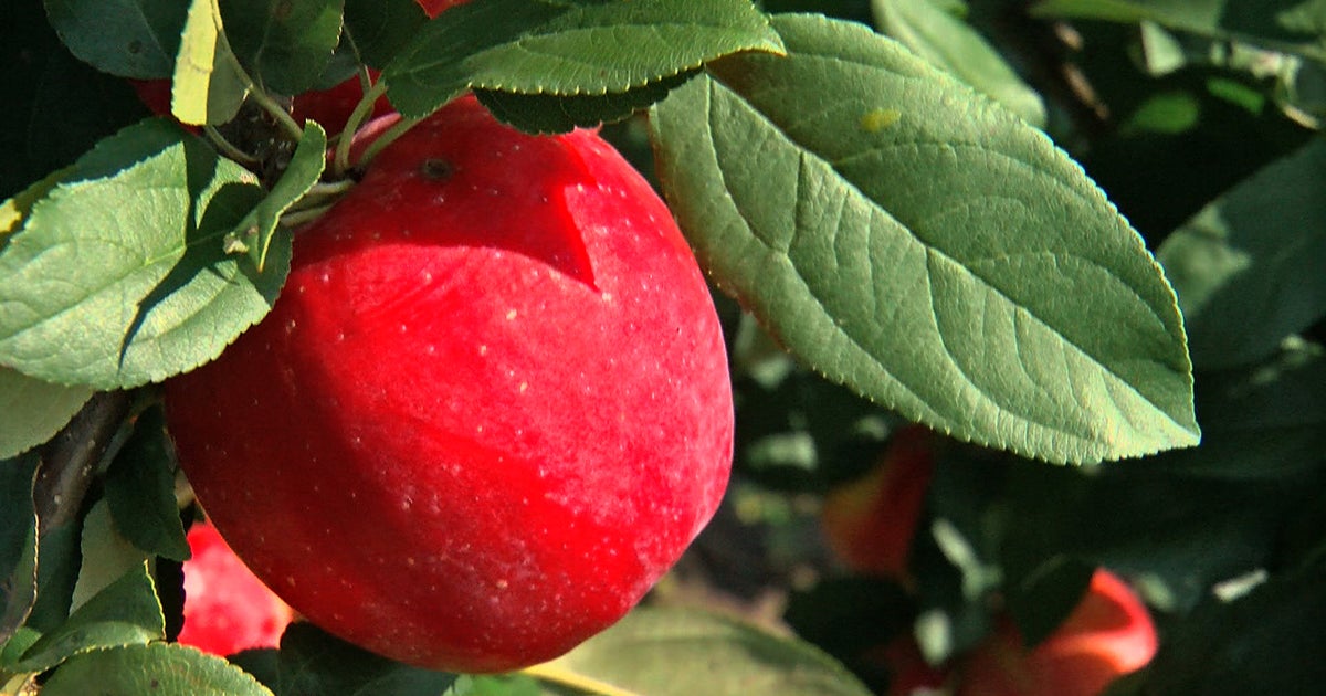 How do apple varieties developed at the University of Minnesota get ...