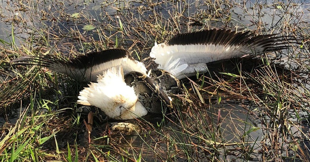 PHOTO: Burmese Python Constricts Large White Pelican In Everglades ...