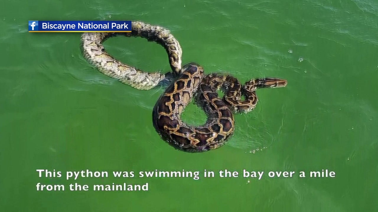 Stories About Burmese python - CBS Miami