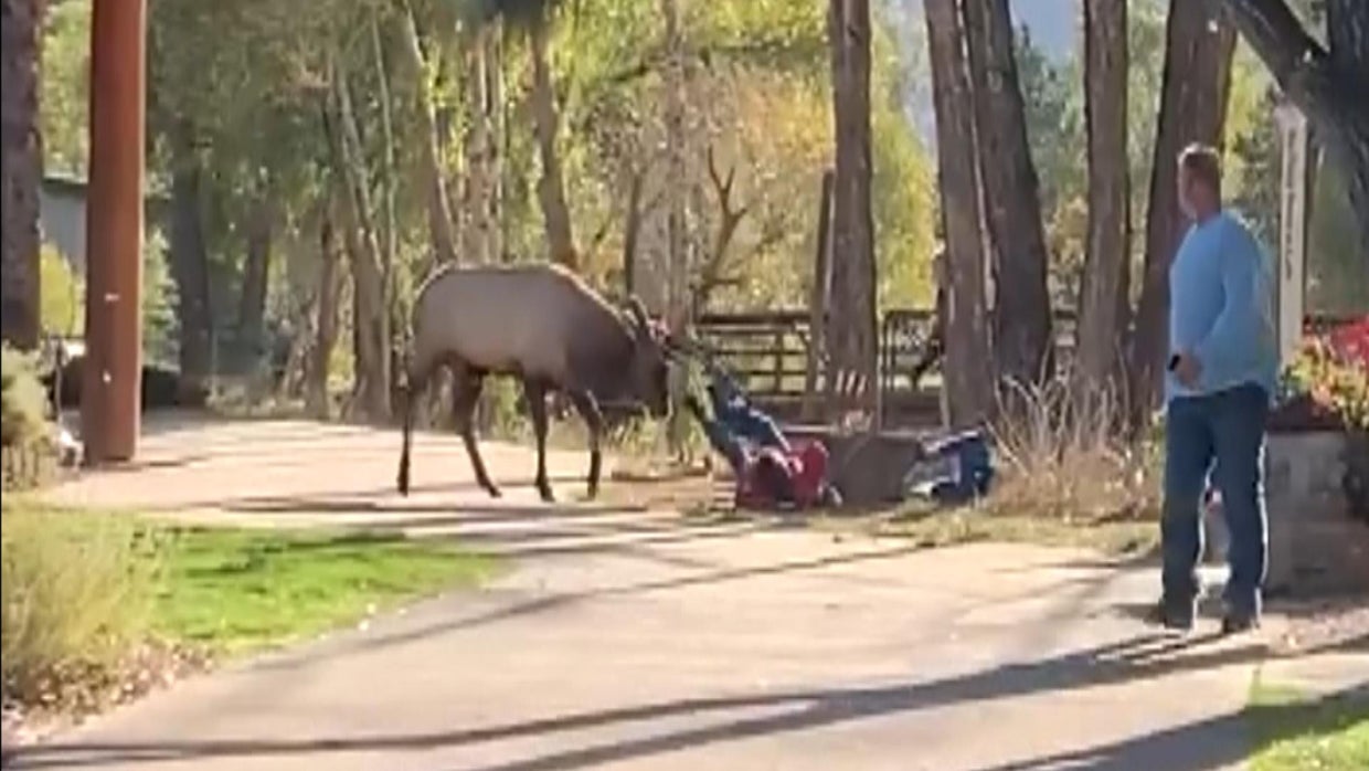 Estes Park Employee Called Hero For Actions During 'Very Aggressive ...