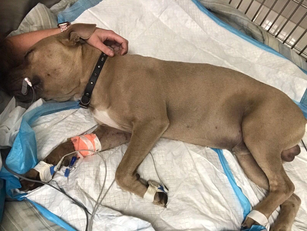 Pit bull vs. snake: Dog dies protecting Florida family's sons from ...