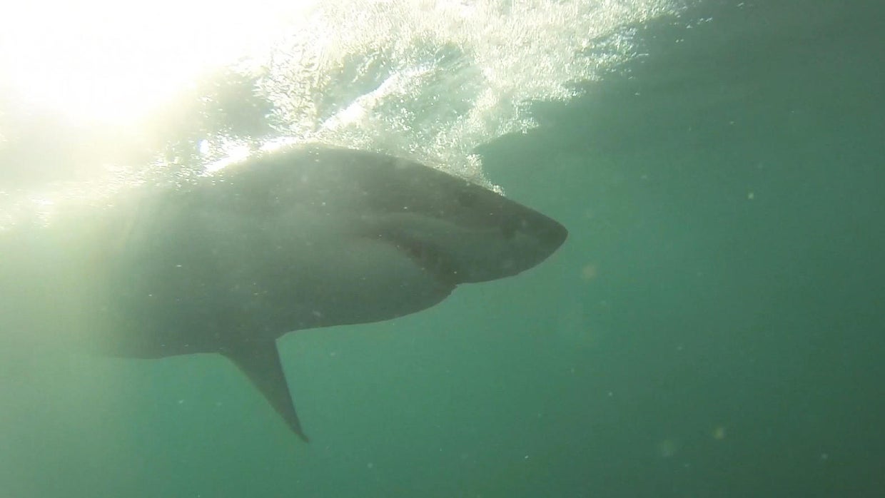 How to be shark smart at Cape Cod - CBS News