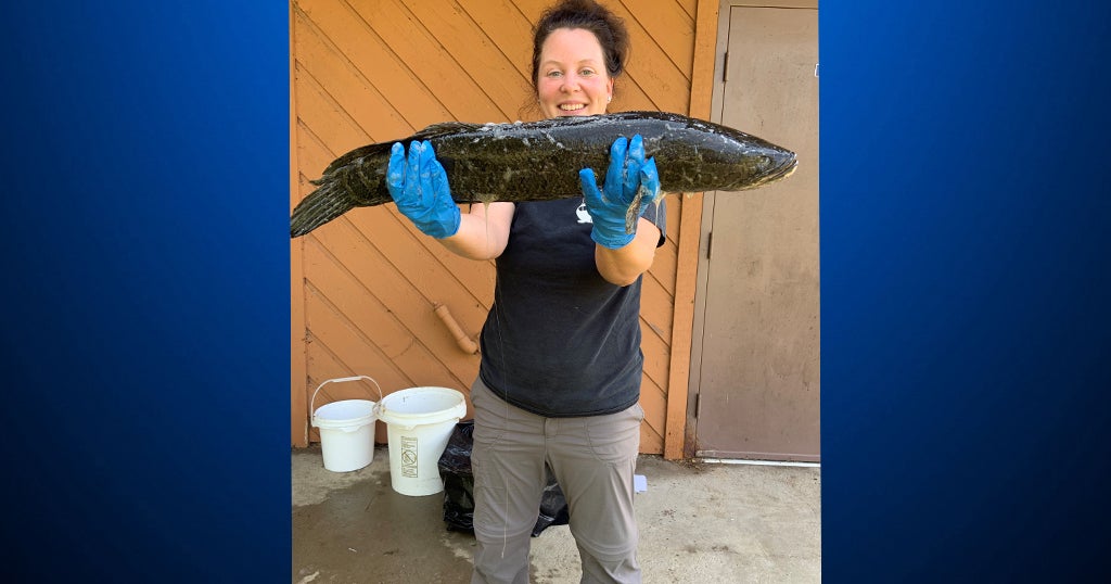First Invasive Northern Snakehead Fish Caught In The Monongahela River ...