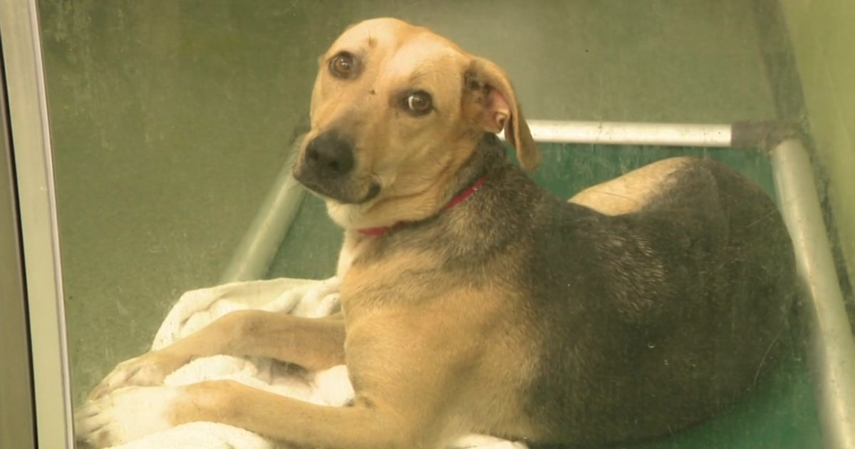 Rescued Pets From The Bahamas Now Ready For Adoption - CBS Miami