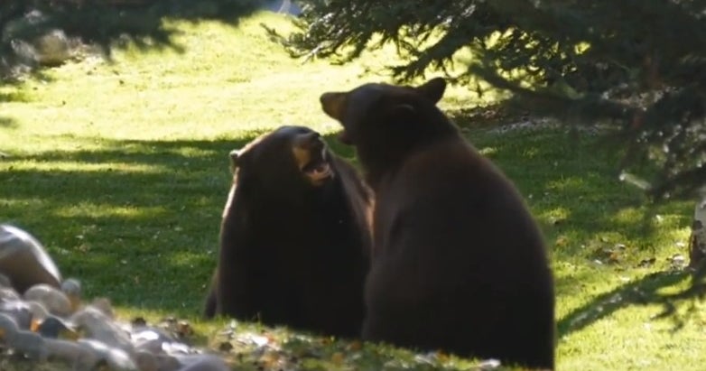 WATCH: Playful Bears Wrestle, Snack And Relax In Steamboat Springs ...