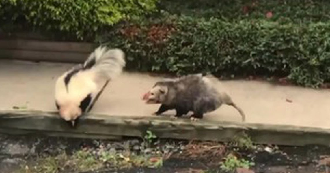 WATCH: Skunk And Opossum Caught On Video Fighting In Broad Daylight In ...
