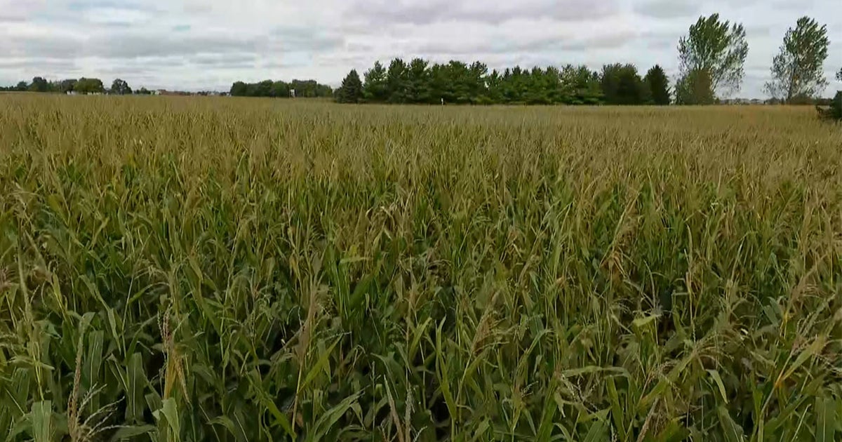 Wet Weather Has Caused Problems For Will County Farmer's Corn Crop, And ...