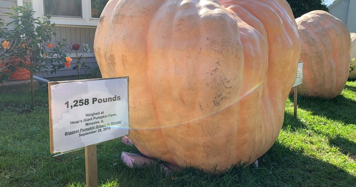 Wheaton Man Grows Biggest Pumpkin In Illinois For The Fourth Year In A ...