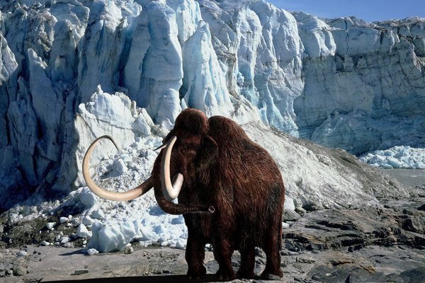 The Last Woolly Mammoth That Died 4,000 Years Ago May Be A Key To ...
