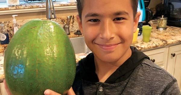 Largest avocado: Massive 5.6 pound avocado in Hawaii wins Guinness ...
