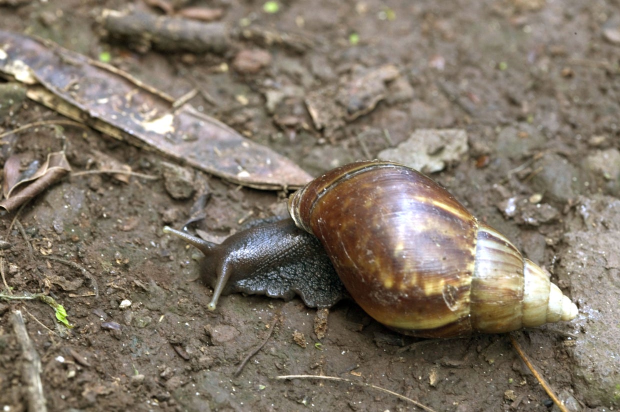Florida county under quarantine after giant African land snail spotted ...