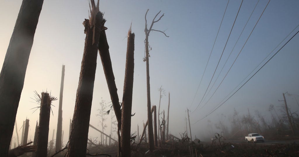 Tough Choices For Florida Timber Farmers A Year After Hurricane Michael ...