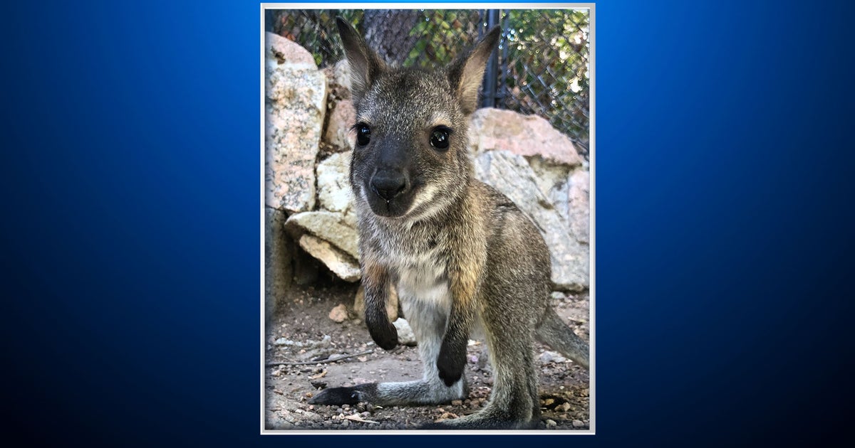 Meet Gidgee The Wallaby - CBS Colorado
