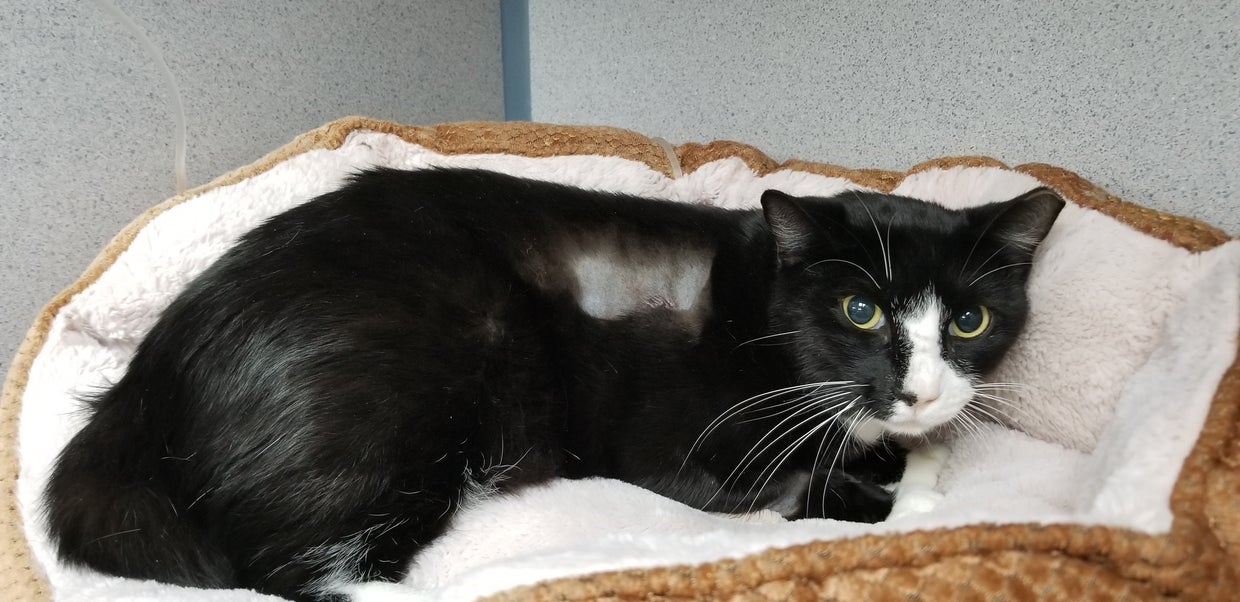 Owner Worried After 'Roy The Cat' Shot With BB Gun In Pembroke Pines ...