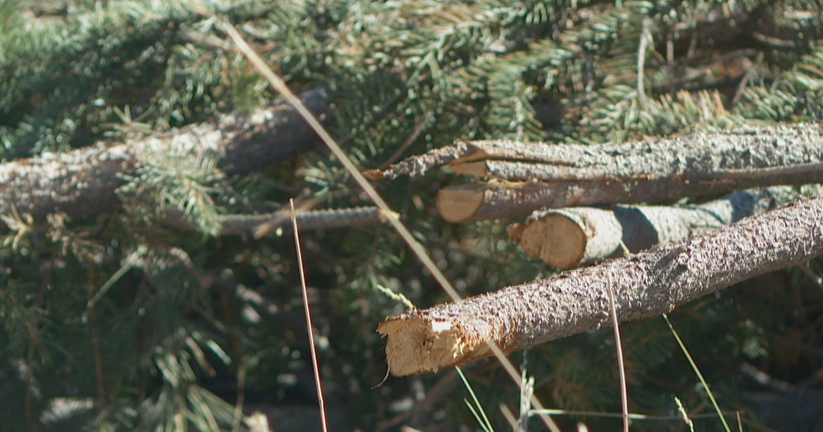 'Slash Program' Helps Reduce Wildfire Risk By Removing Fuel - CBS Colorado