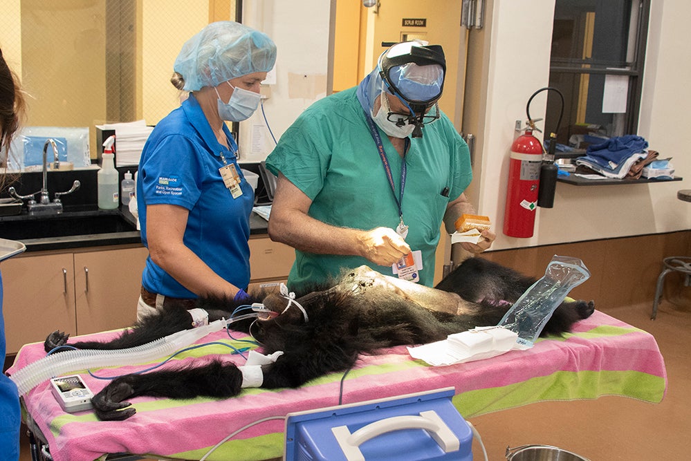PIX: 'Sia' The Siamang Undergoes Surgery At Zoo Miami