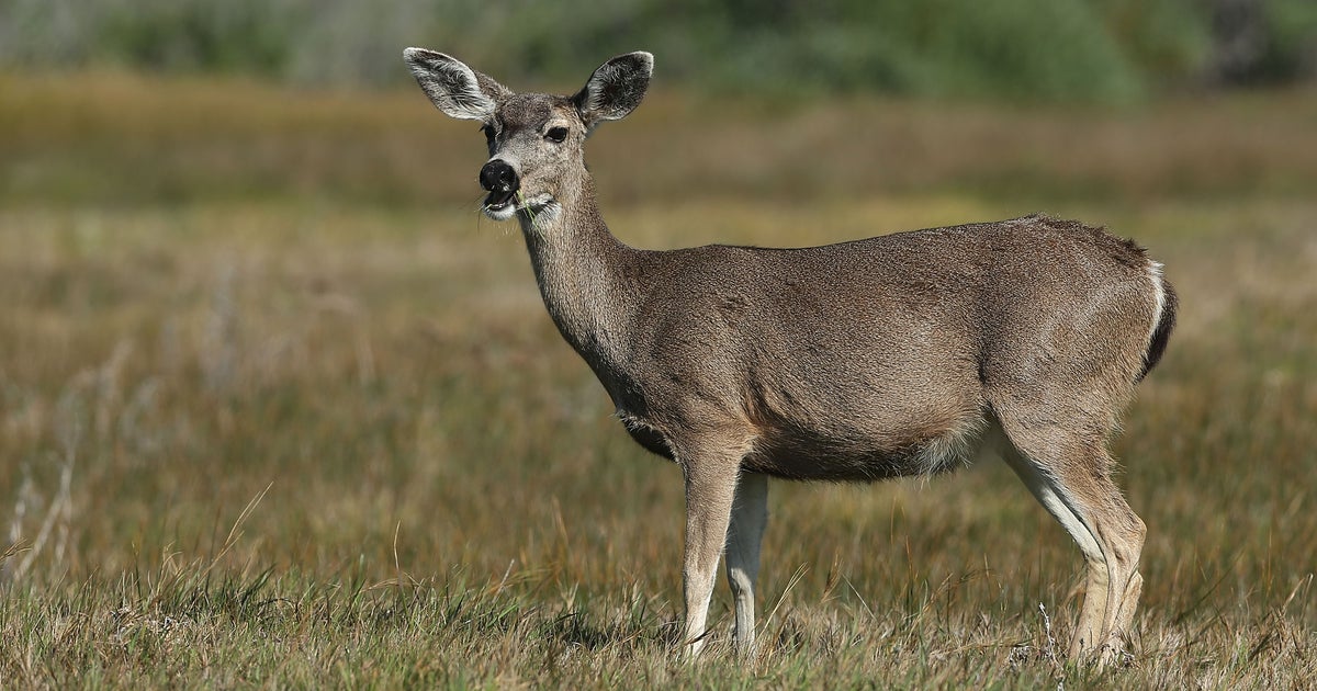 What's For Dinner? With A New California Law, Roadkill Could Be An ...
