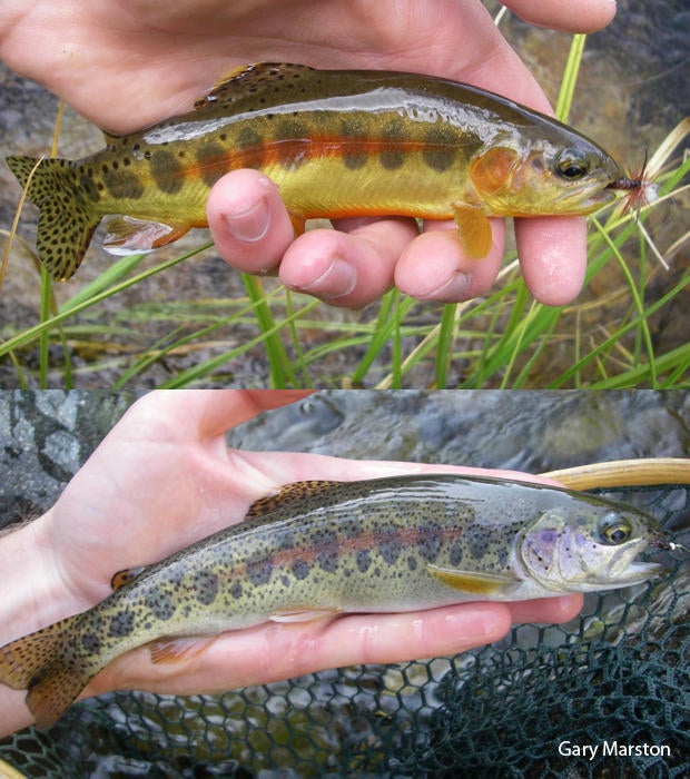 Nature up close: The pros and cons of introducing non-native fish ...