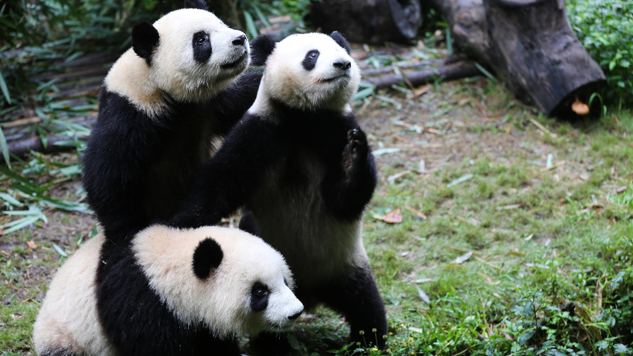 Giant Pandas: Photos from the 60 Minutes report