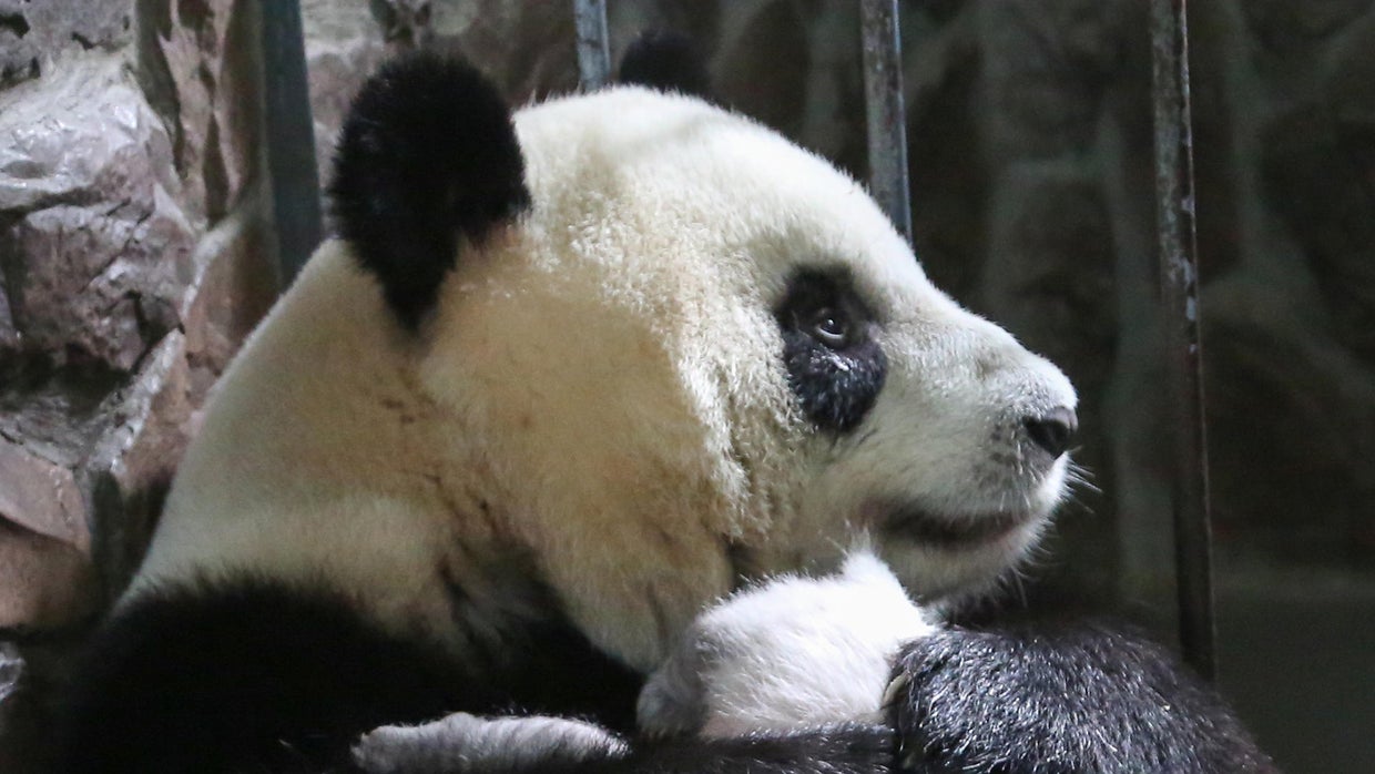 Giant Pandas: Photos from the 60 Minutes report