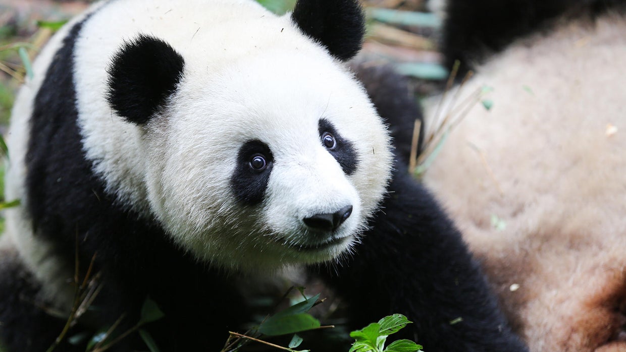 Giant Pandas: Photos from the 60 Minutes report