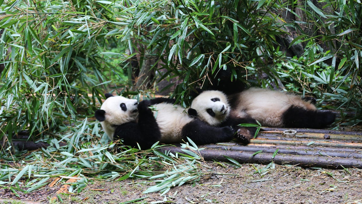 Giant Pandas: Photos from the 60 Minutes report