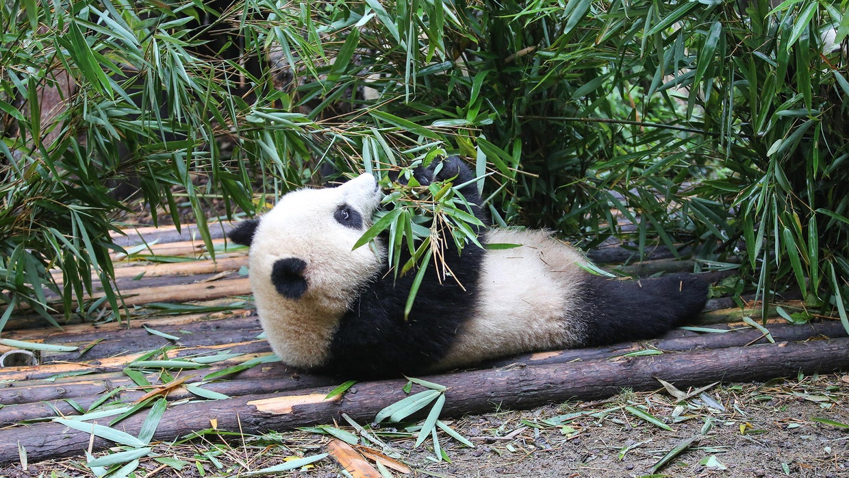 Giant Pandas: Photos from the 60 Minutes report