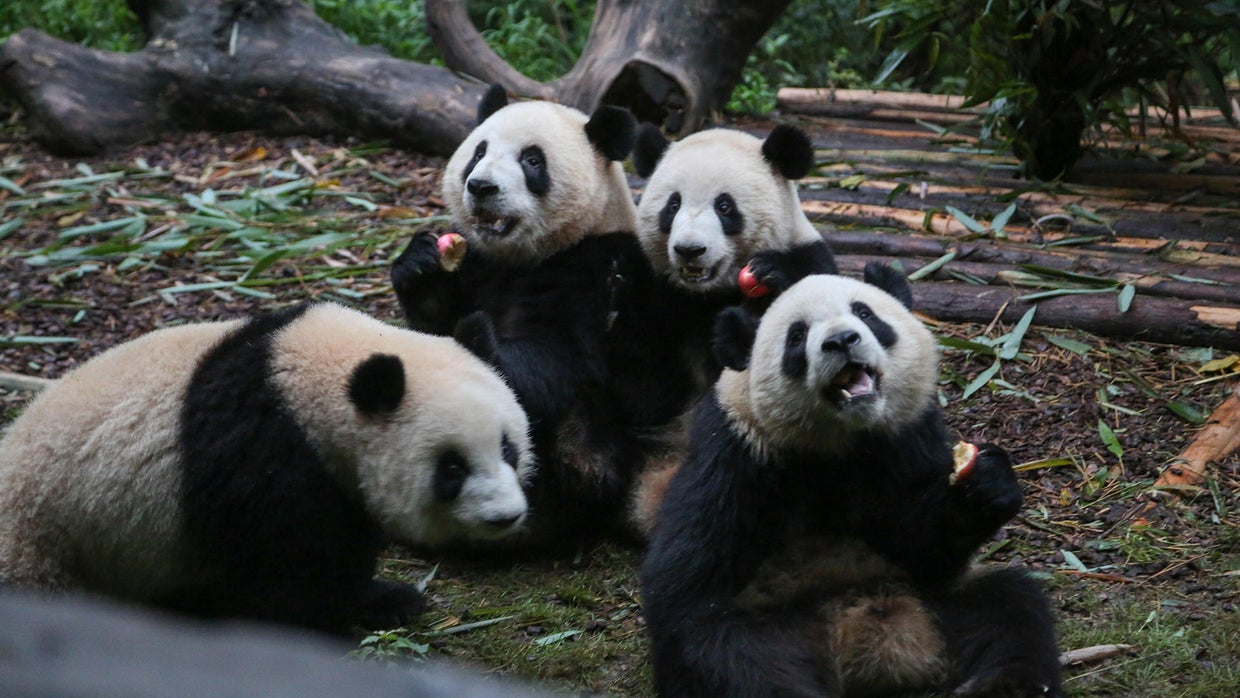 Giant Pandas: Photos from the 60 Minutes report