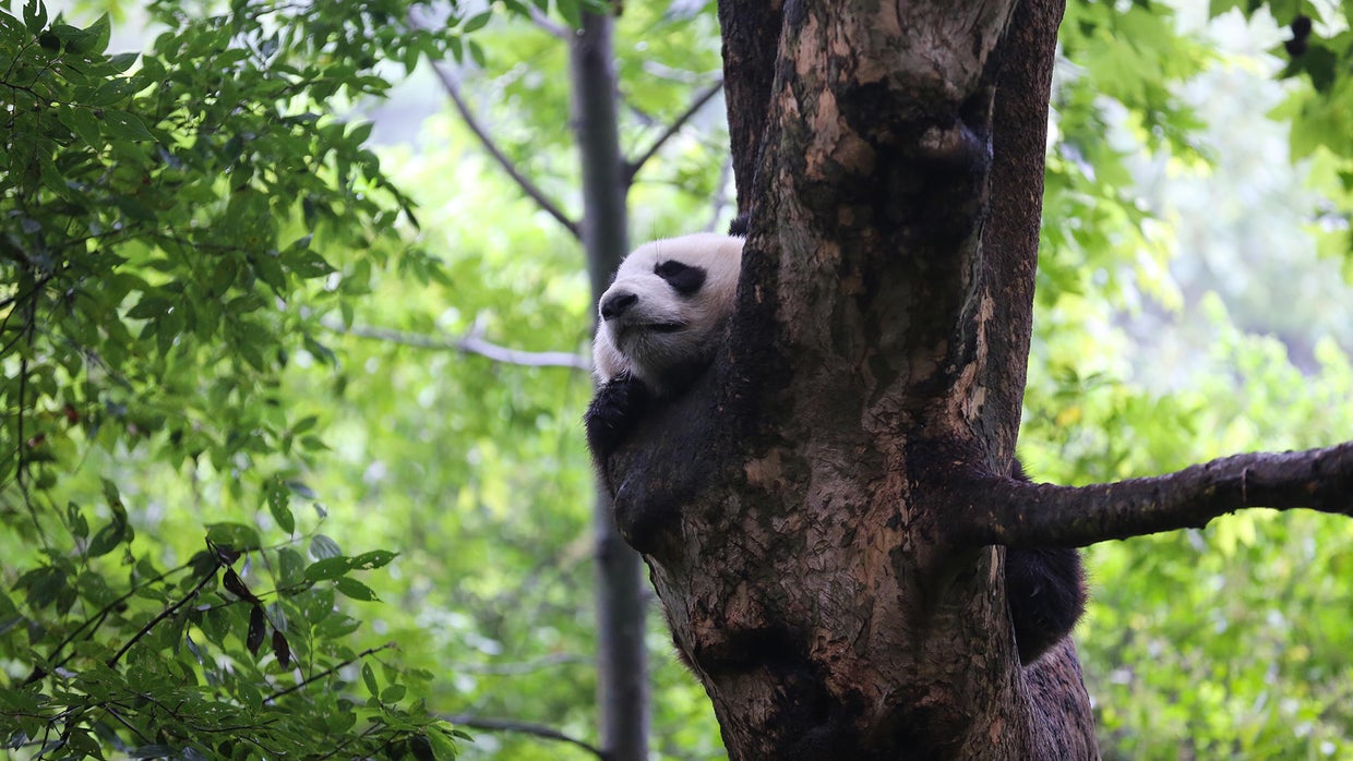 Giant Pandas: Photos from the 60 Minutes report
