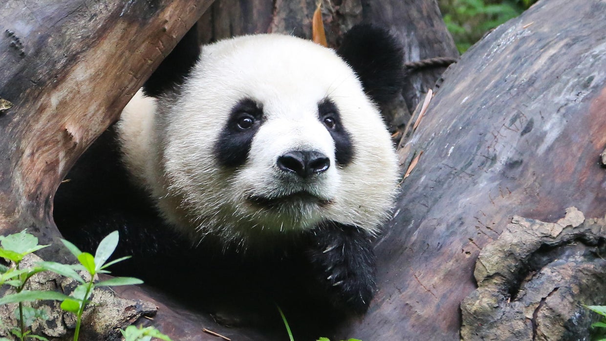 Giant Pandas: Photos from the 60 Minutes report