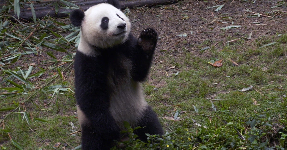 Giant Pandas: 60 Minutes reports on the giant panda's comeback from ...