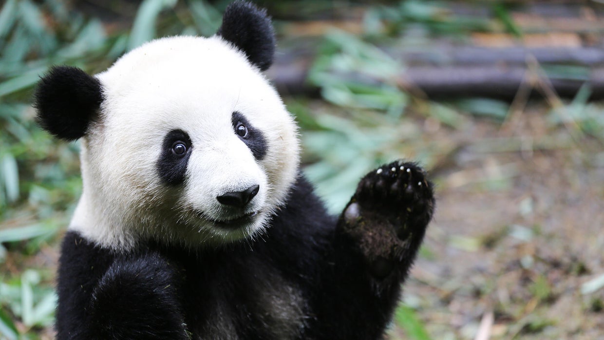 Giant Pandas: Photos from the 60 Minutes report