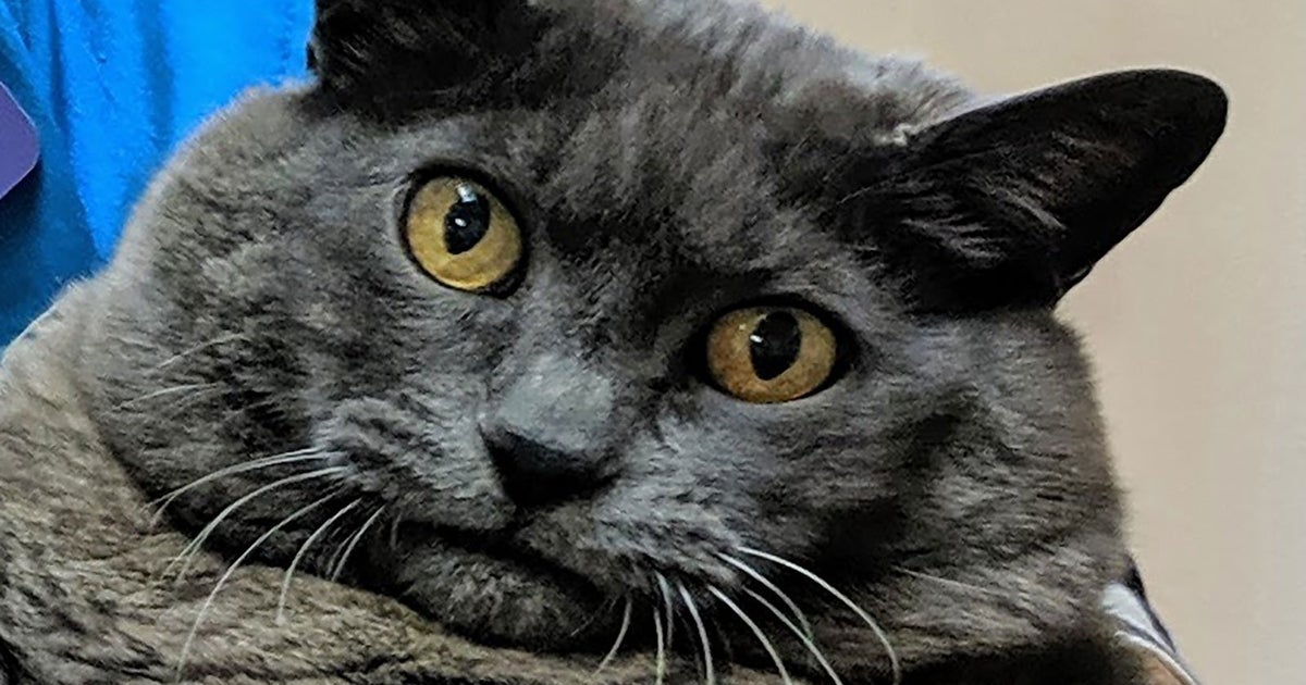 A Fat Cat Named Cinderblock Wins Over The Internet With Its ...