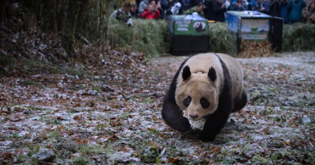 A urine-scented panda suit may be key to helping pandas survive the ...