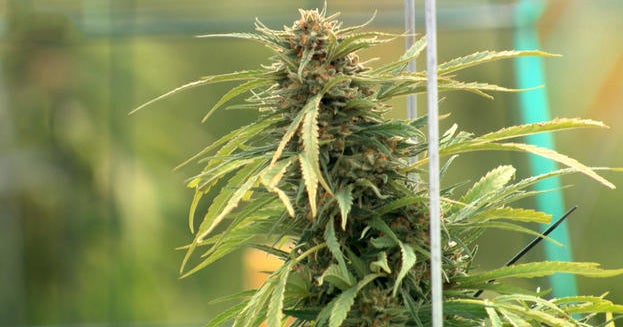 The Pot Vote - CBS News