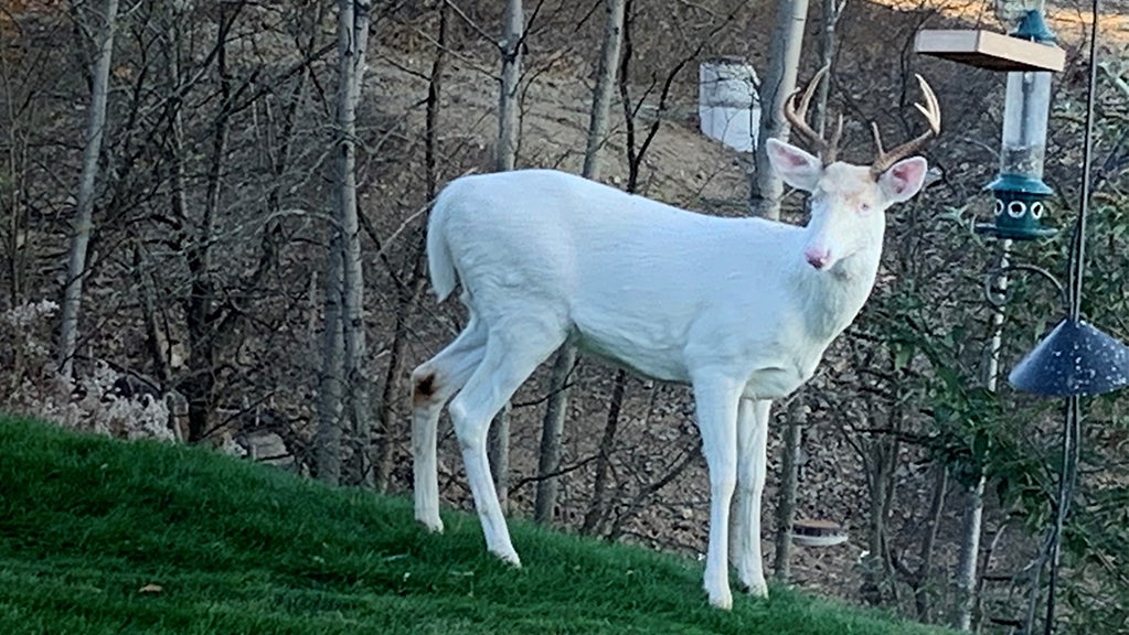 Rare Albino Deer Spotted In Pittsburgh Area - CBS Pittsburgh