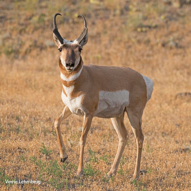 Nature up close: The unique migration of the Pronghorn - CBS News