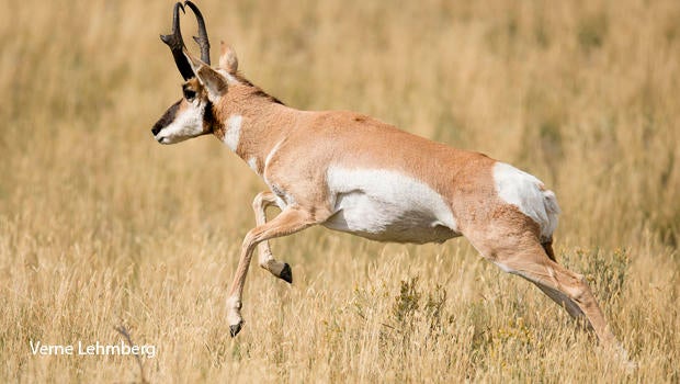 Nature up close: The unique migration of the Pronghorn - CBS News