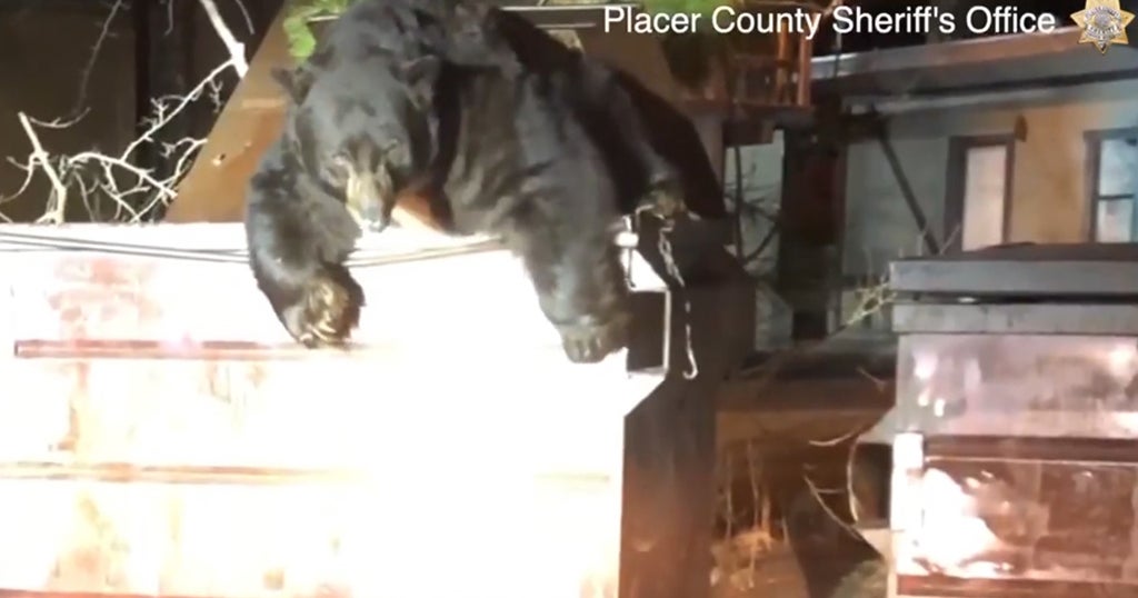 VIDEO: California Sheriff's Deputies Help Bear Stuck In Dumpster - CBS ...