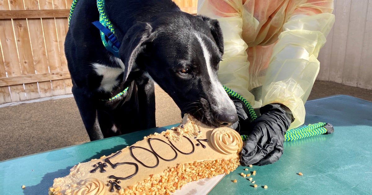 Dumb Friends League Ready To Find Home For 5,000th Dog From Oklahoma ...