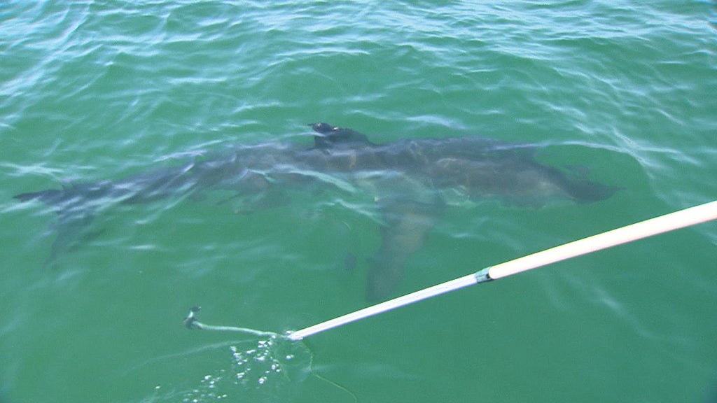 Stories About Great White Shark - CBS Boston