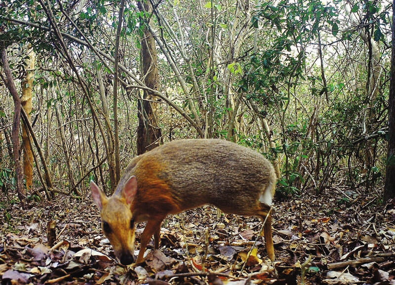 Mouse deer: Elusive fanged mouse-deer caught on camera after ...