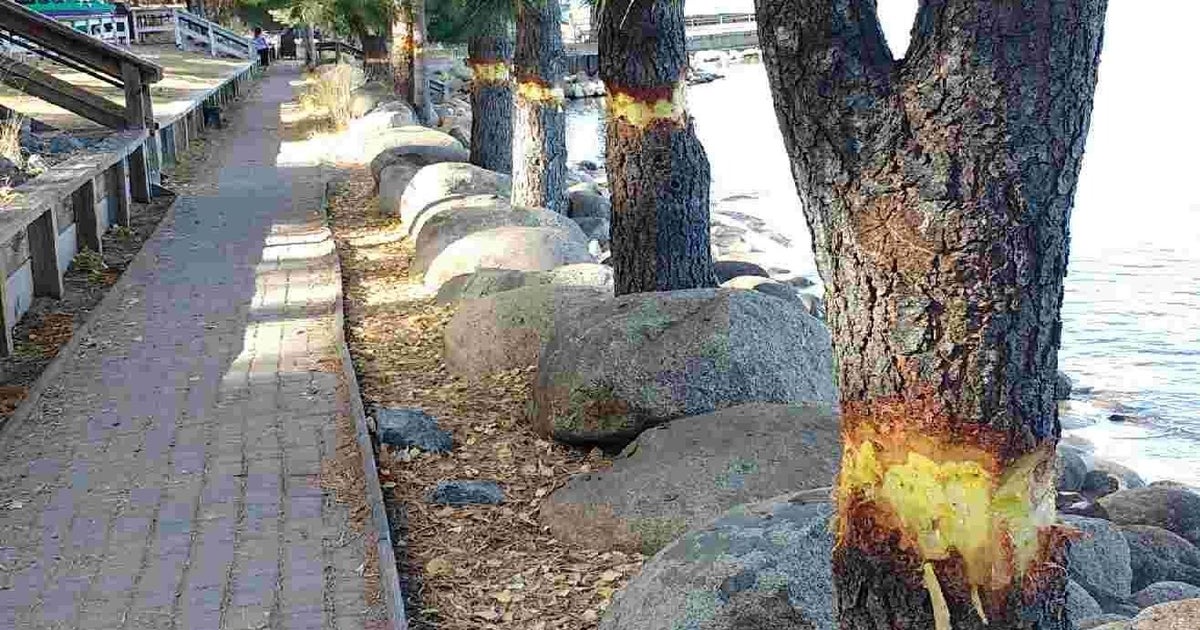 South Lake Tahoe Police Looking For Tree Vandals - CBS Sacramento